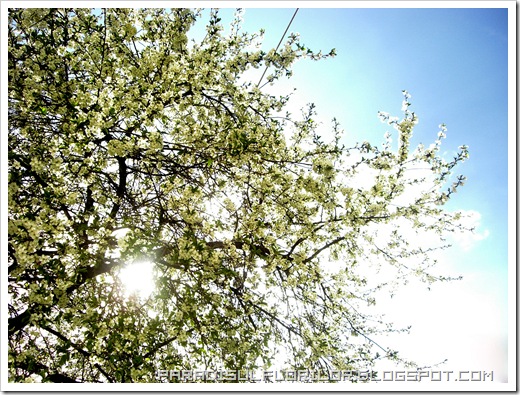 Paradisul Florilor: Visin inflorit